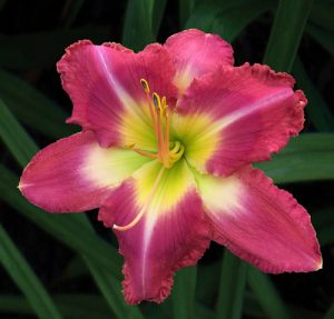 RED REVOLUTION | Bell's Daylily Garden