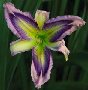 EXOTIC STARFISH | Bell's Daylily Garden
