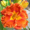 General Listings | Product categories | Bell's Daylily Garden