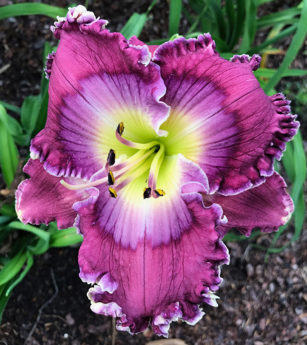 NO TOMORROW Bell s Daylily Garden