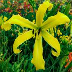 ANTI AIRCRAFT FLOWER | Bell's Daylily Garden