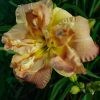 General Listings | Product categories | Bell's Daylily Garden