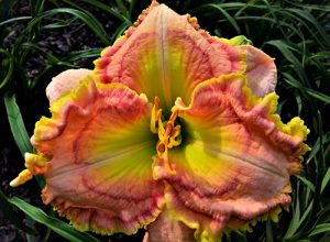 FESTIVE SPLASH | Bell's Daylily Garden