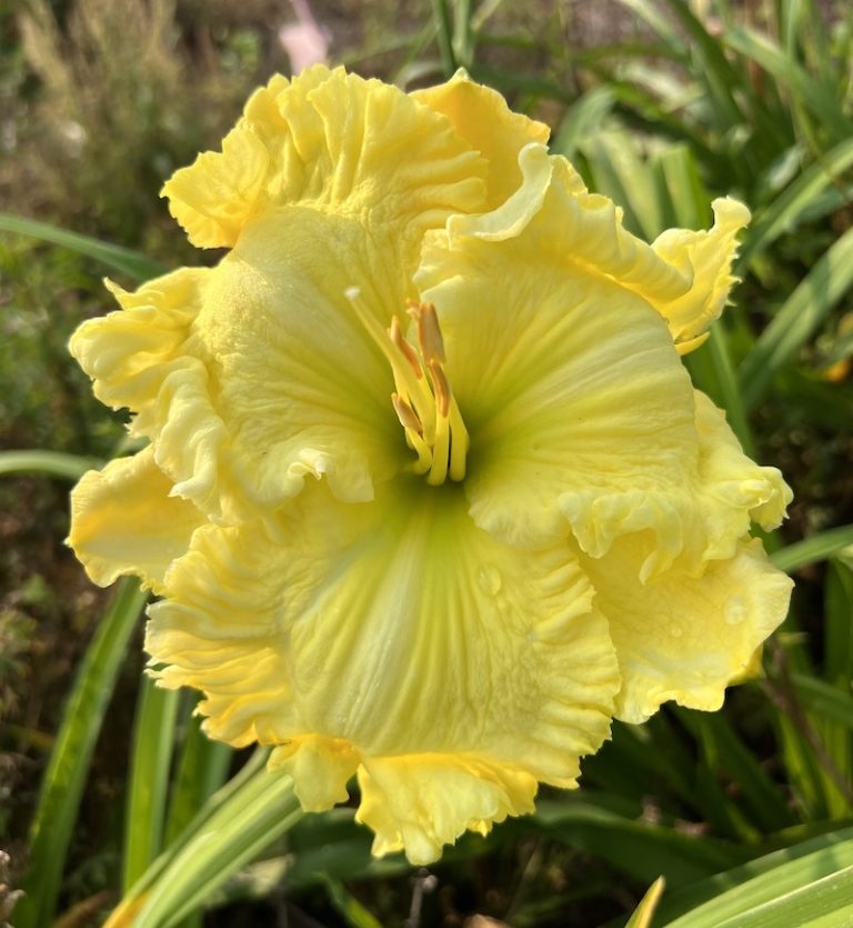 A Day At The Beach Bells Daylily Garden