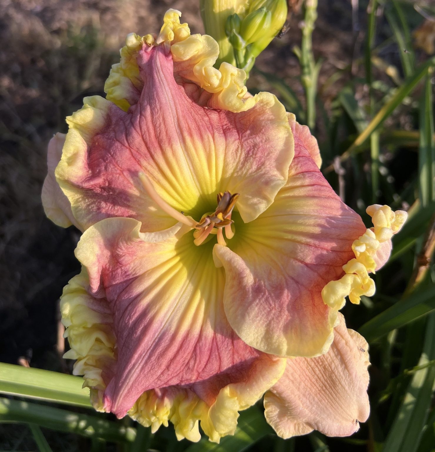 ANGEL’S ANTHEM | Bell's Daylily Garden