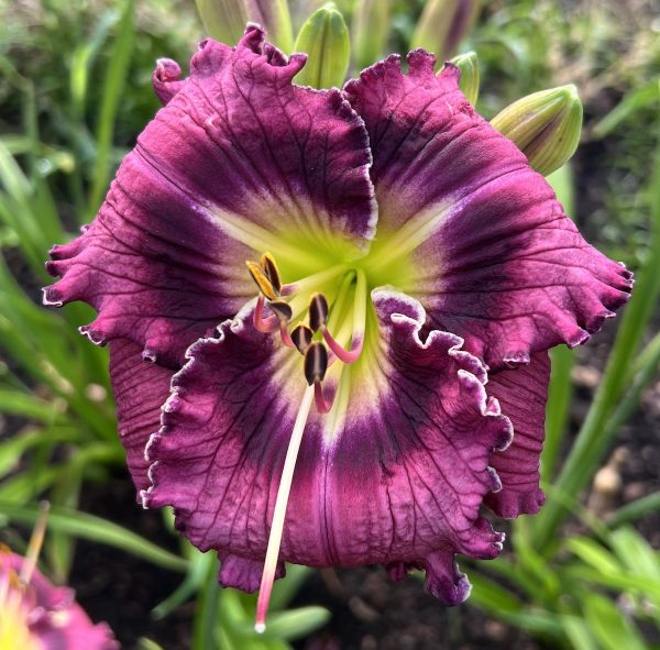 MIA GIBBS | Bell's Daylily Garden