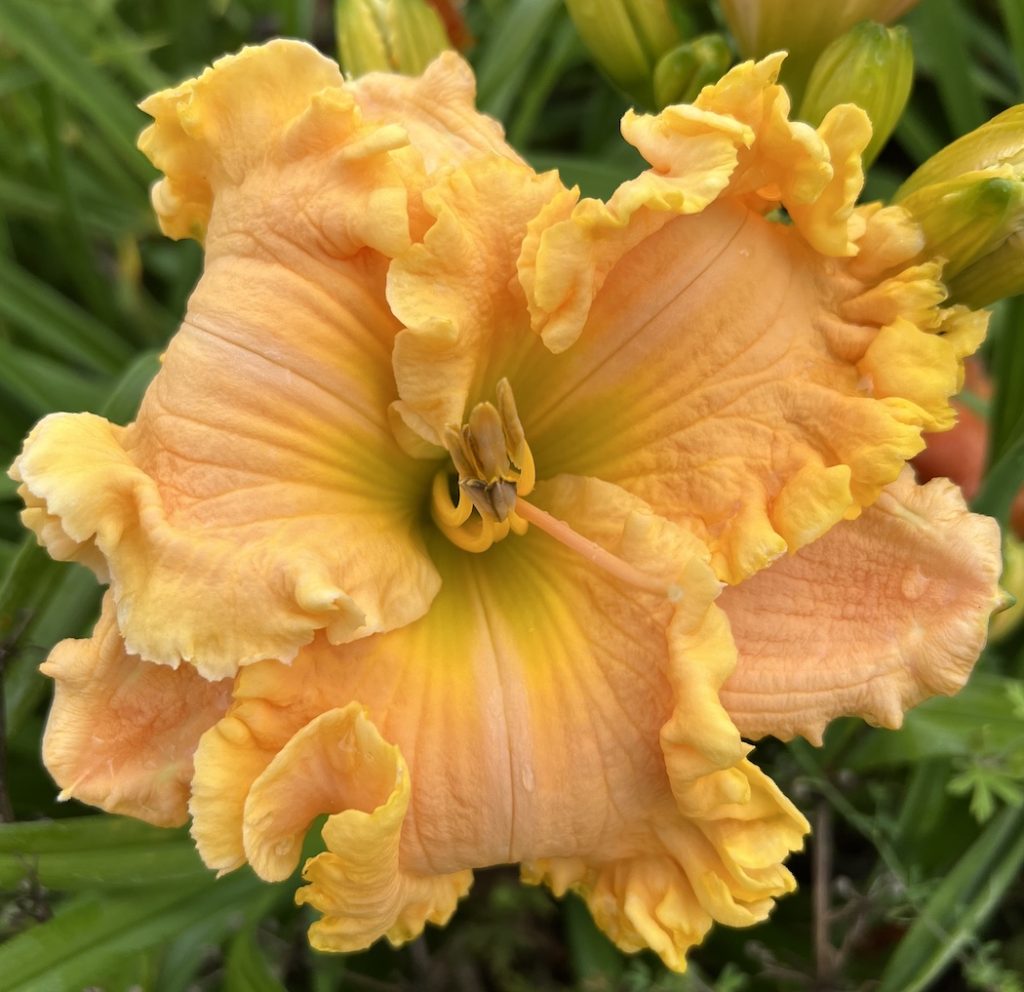 UNCLE BUBBLES | Bell's Daylily Garden